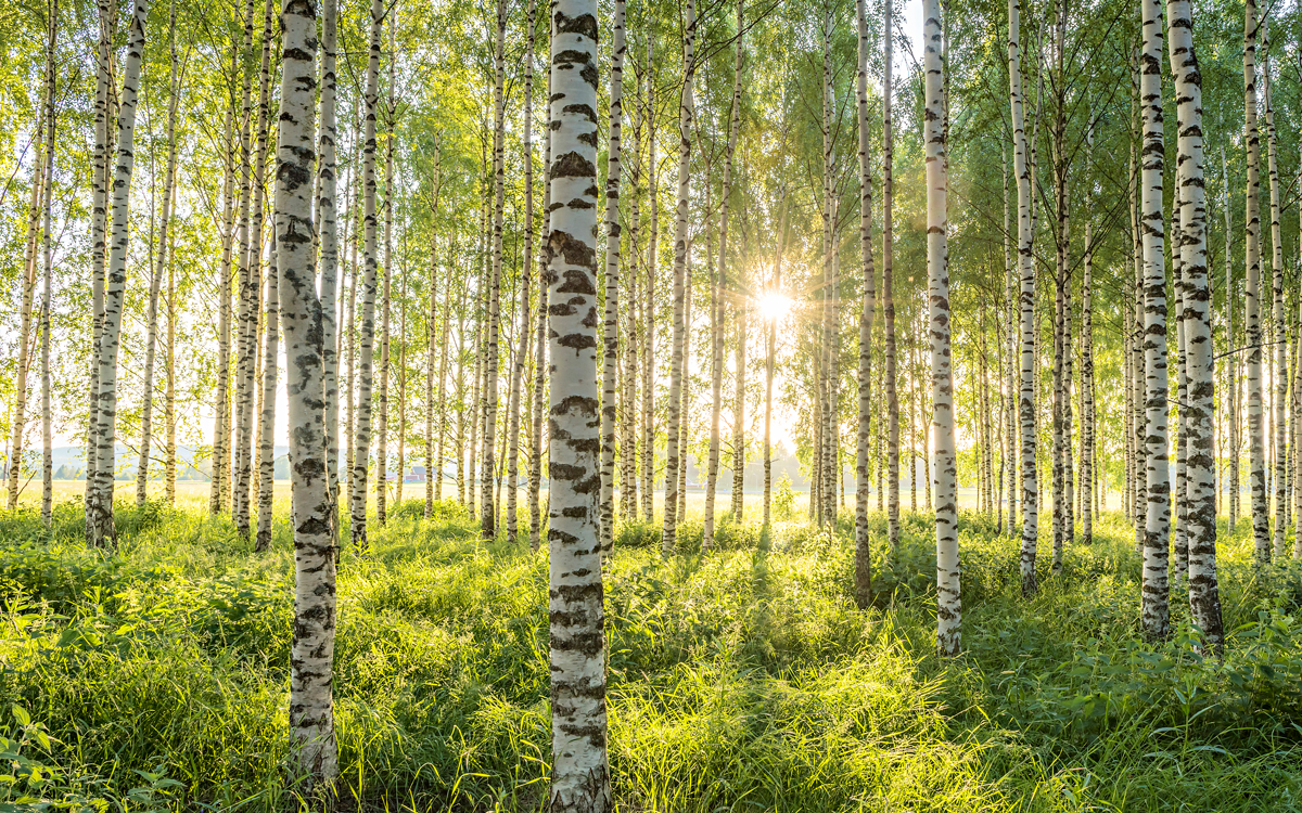 The Forest and the Trees | Nemes Rush | Family Wealth Management